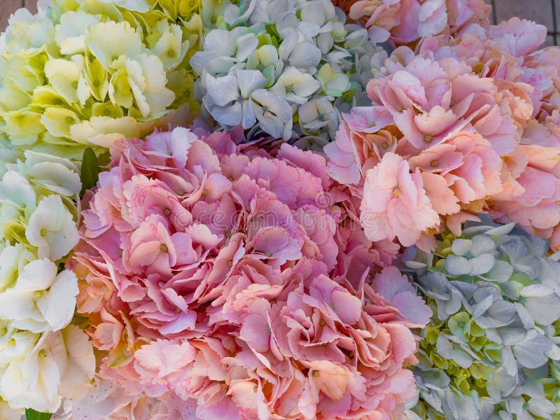 Floral Background of Colorful Hydrangeas Stock Image - Image of ...