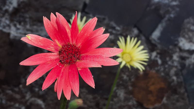 Jarbera Flowers Stock Photos - Free & Royalty-Free Stock Photos from ...