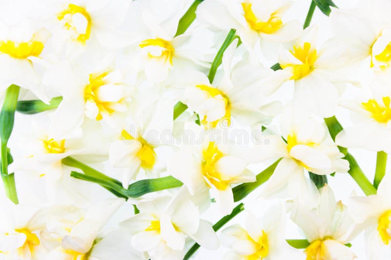 Floral Background - Daffodil Stock Photo - Image of petals, plants ...