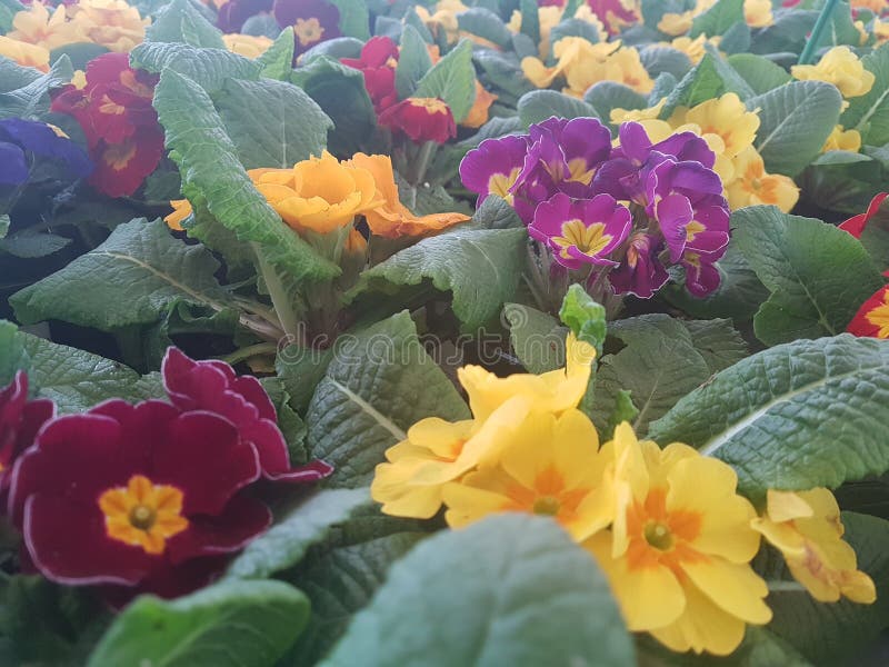 Floral Background in Different Colors - Out-of-focus Background Stock ...