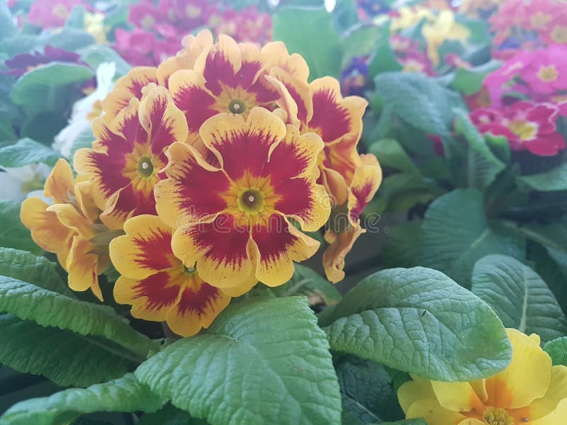 Floral Background in Different Colors - Out-of-focus Background Stock ...