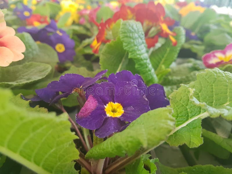 Floral Background in Different Colors - Out-of-focus Background Stock ...