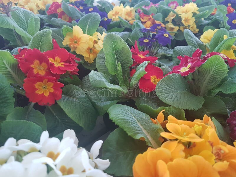 Floral Background in Different Colors - Out-of-focus Background Stock ...