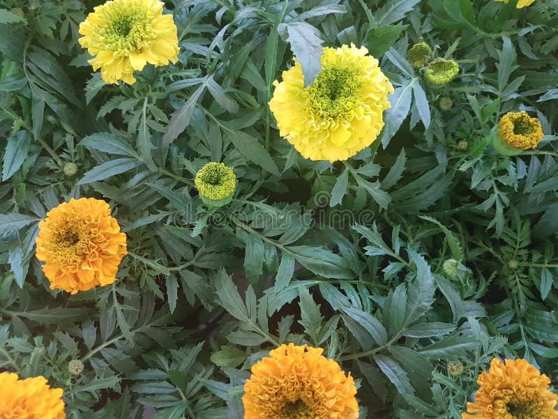 Floral Background in Different Colors - Out-of-focus Background Stock ...