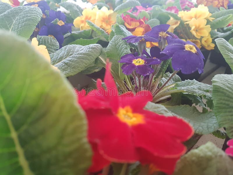 Floral Background in Different Colors - Out-of-focus Background Stock ...