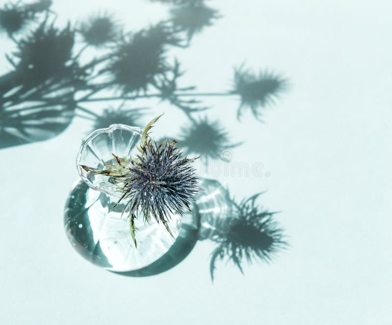 Floral Background Dried Flower Sunlight Shadow Stock Photo - Image of ...