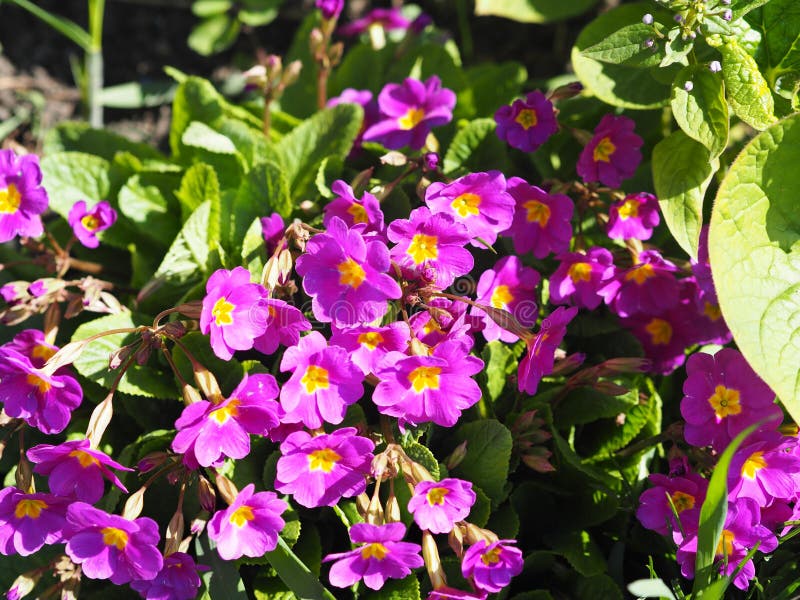 Floral Background.Early Bright Spring Daisy Flowers in the Garden among ...