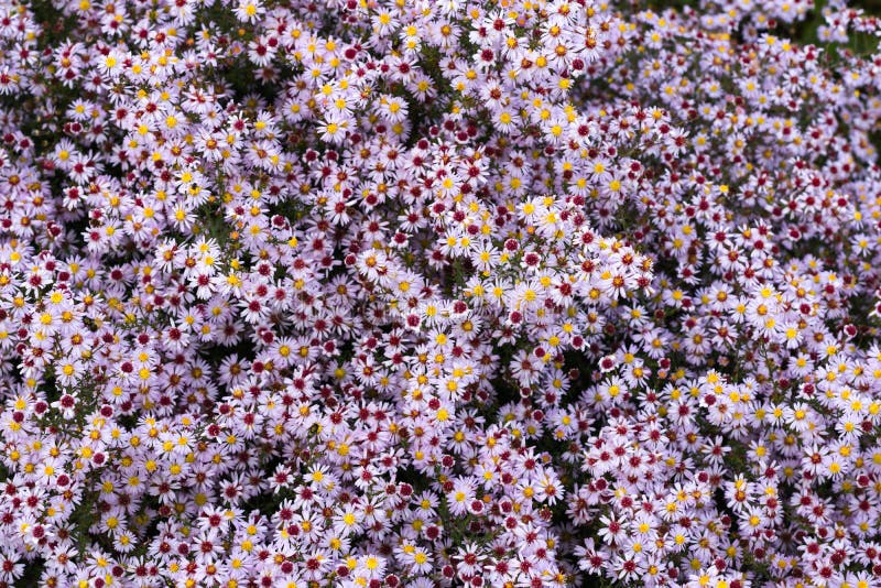 Floral Background of Flowers Aster, Many Blossoms of Tiny Small Bright ...