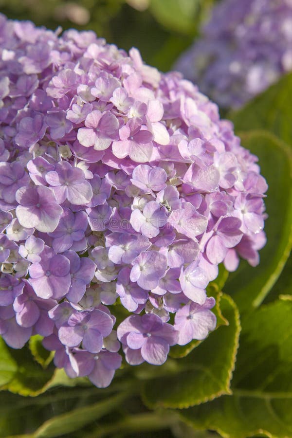 Floral Background of French Hydrangea Stock Photo - Image of beauty ...