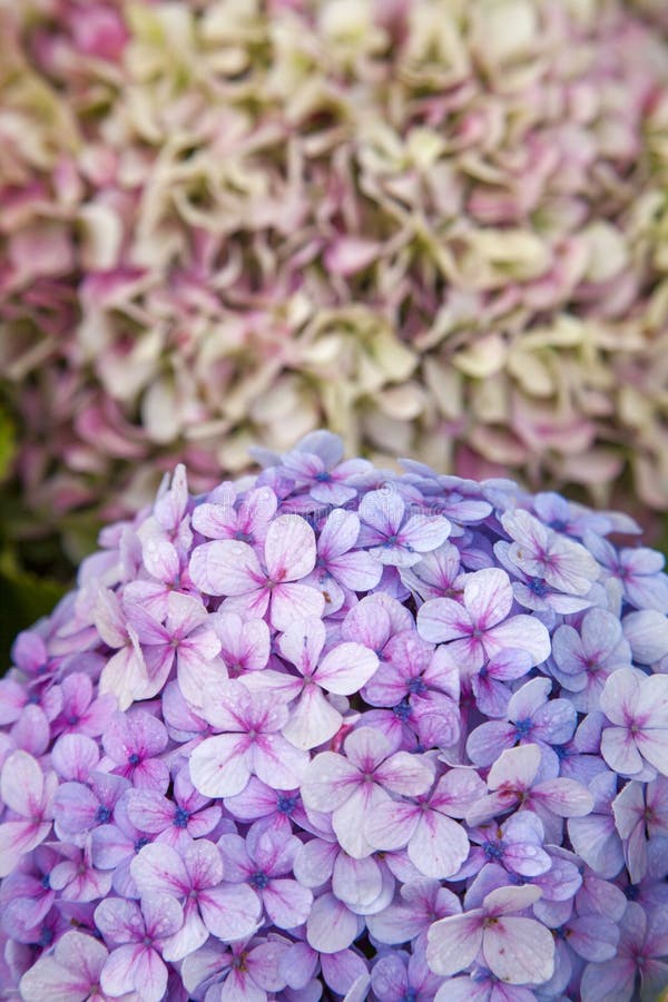 Floral Background of French Hydrangea Stock Photo - Image of bloom ...