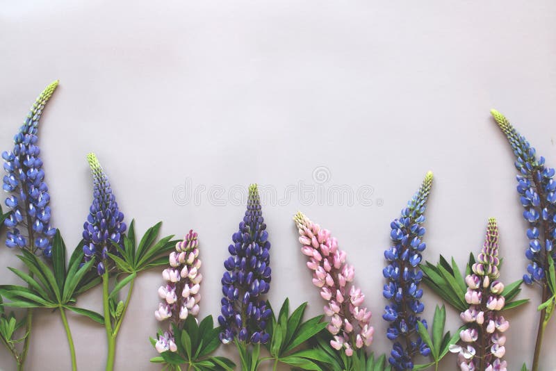 Floral Background, Top View. Texture of Various Cultivated Garden ...