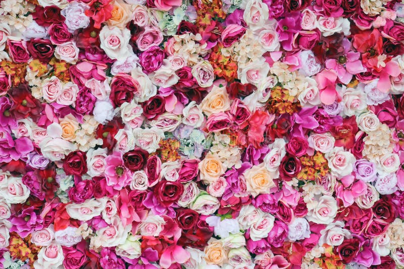Floral Background of Many Roses Stock Image - Image of closeup, marry ...