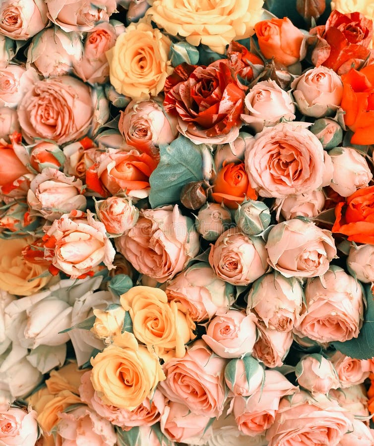 Floral Background from Multi-colored Rose Buds. Stock Photo - Image of ...