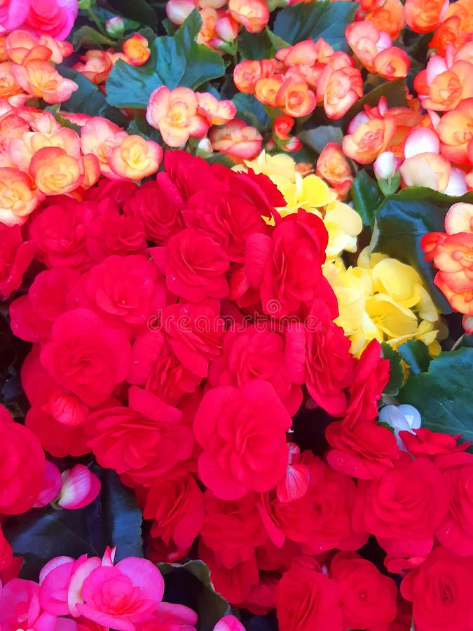 Floral Background. Natural Flowers of Various Intense Colors Stock ...