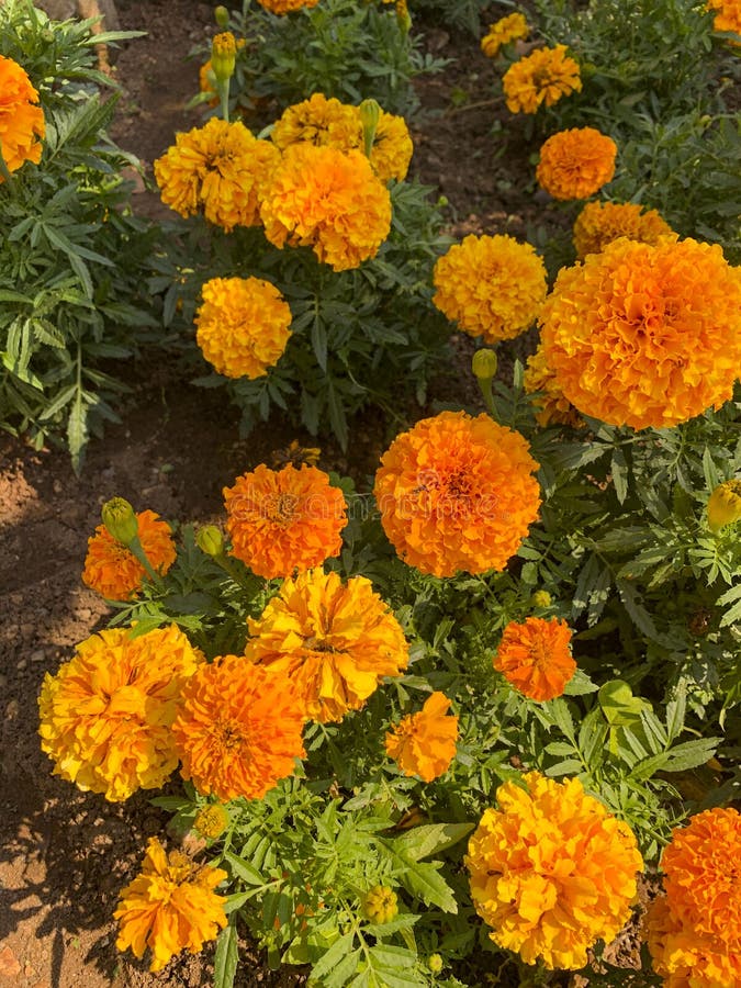 Floral Background of Orange Flowers Growing on Flower Bed Stock Image ...