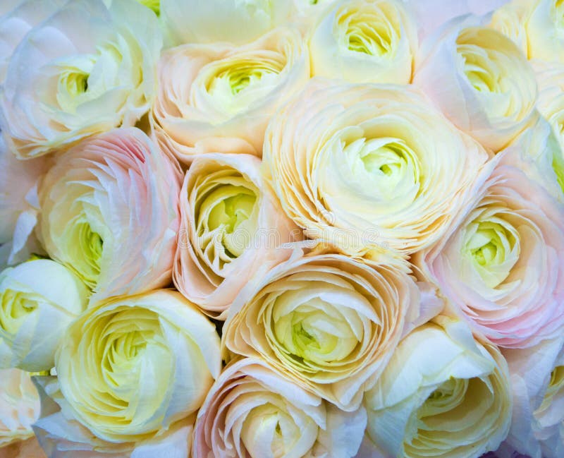 Floral Background of Peach Roses Stock Photo - Image of peach, bright ...