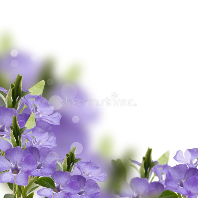 Floral Background from Periwinkle Stock Image - Image of periwinkle ...