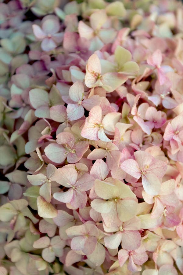Floral Background with Pink Hydrangea Flowers Stock Photo - Image of ...