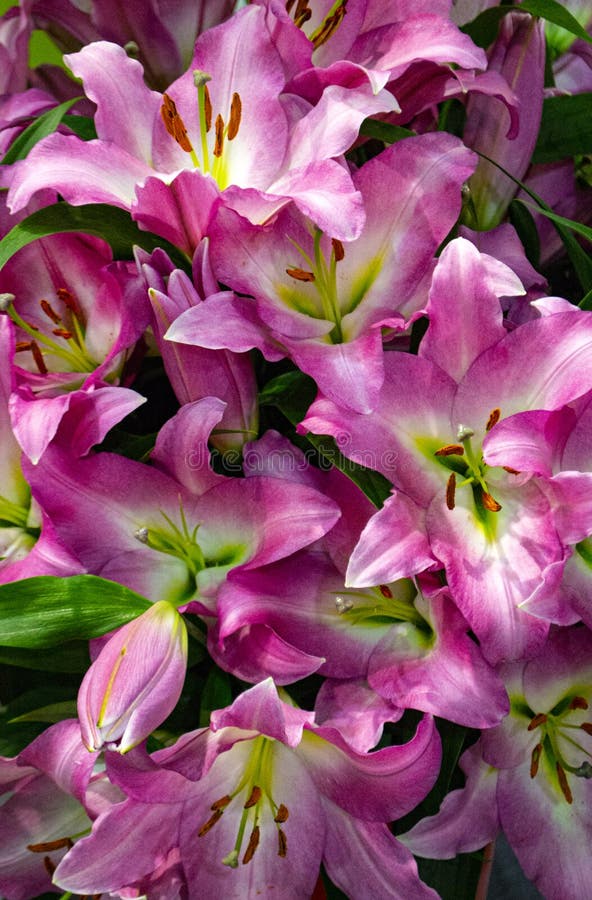 Floral Background Pink Lily Flowers Stock Image - Image of lilies ...