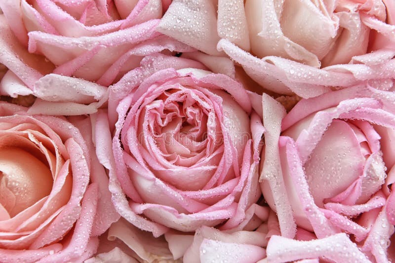 Floral Background of Pink Roses in Dew Drops. Stock Image - Image of ...