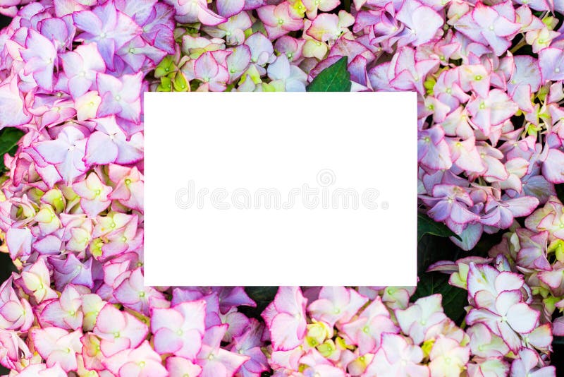 Floral Background with a Rectangular Shape White-colored. Mockup ...