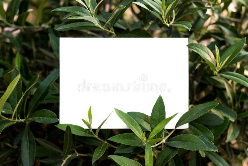 Floral Background with a Rectangular Shape White-colored. Mockup ...