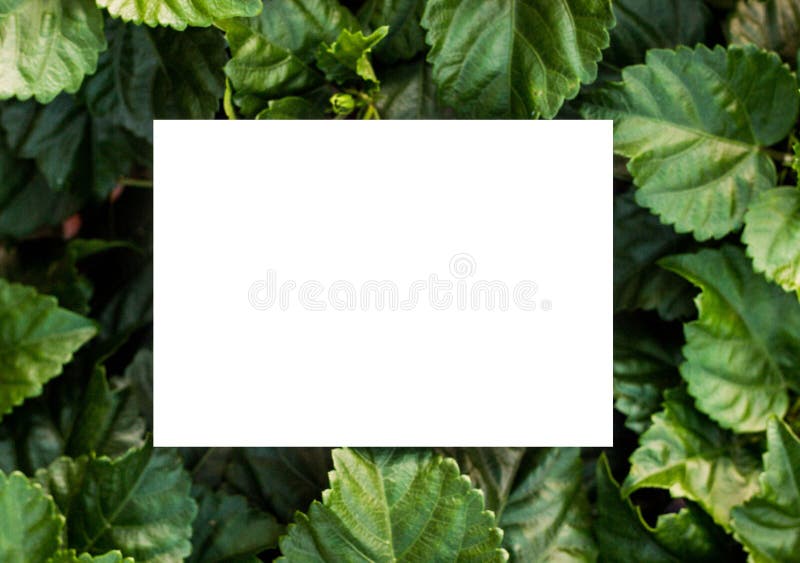 Floral Background with a Rectangular Shape White-colored. Mockup ...