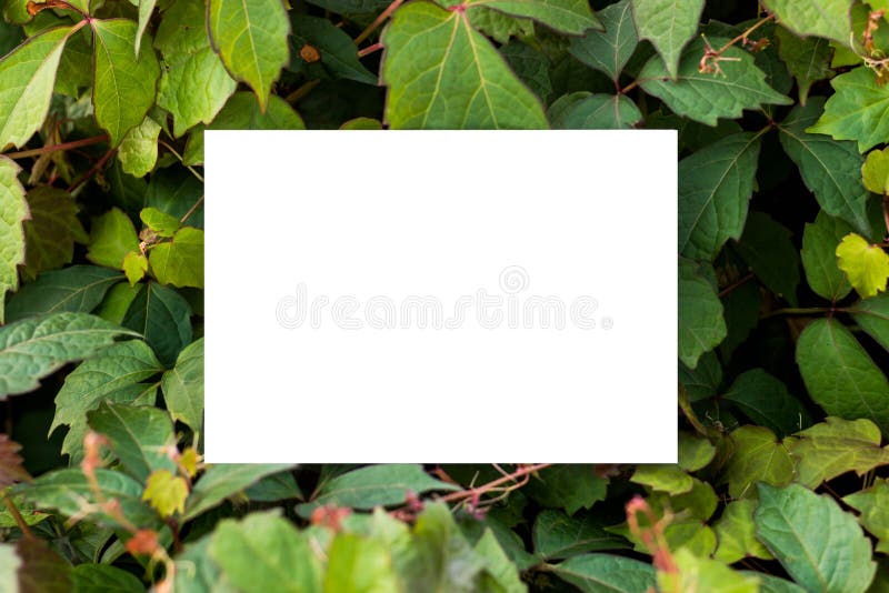 Floral Background with a Rectangular Shape White-colored. Mockup ...