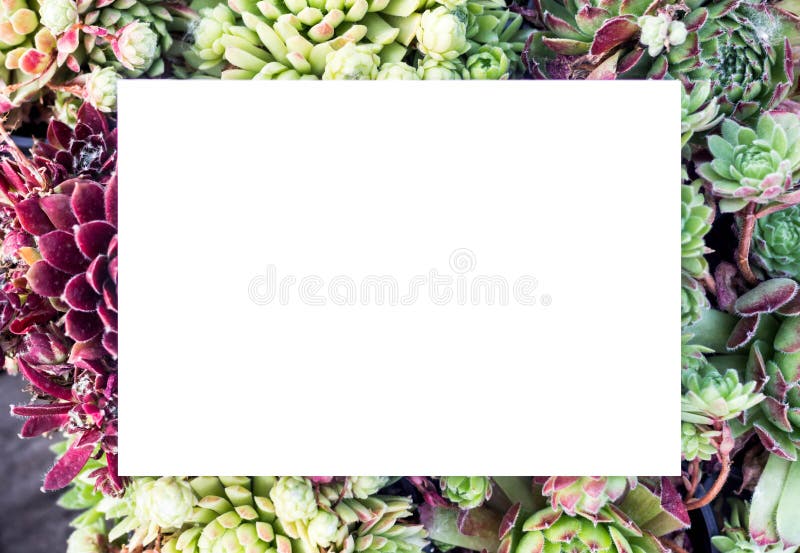 Floral Background with a Rectangular Shape White-colored. Mockup ...