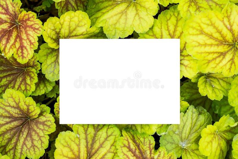 Floral Background with a Rectangular Shape White-colored. Mockup ...