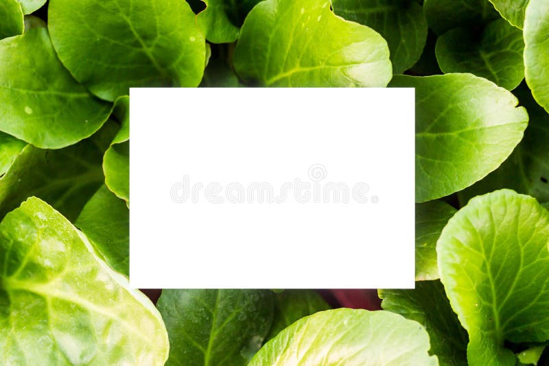 Floral Background with a Rectangular Shape White-colored. Mockup ...