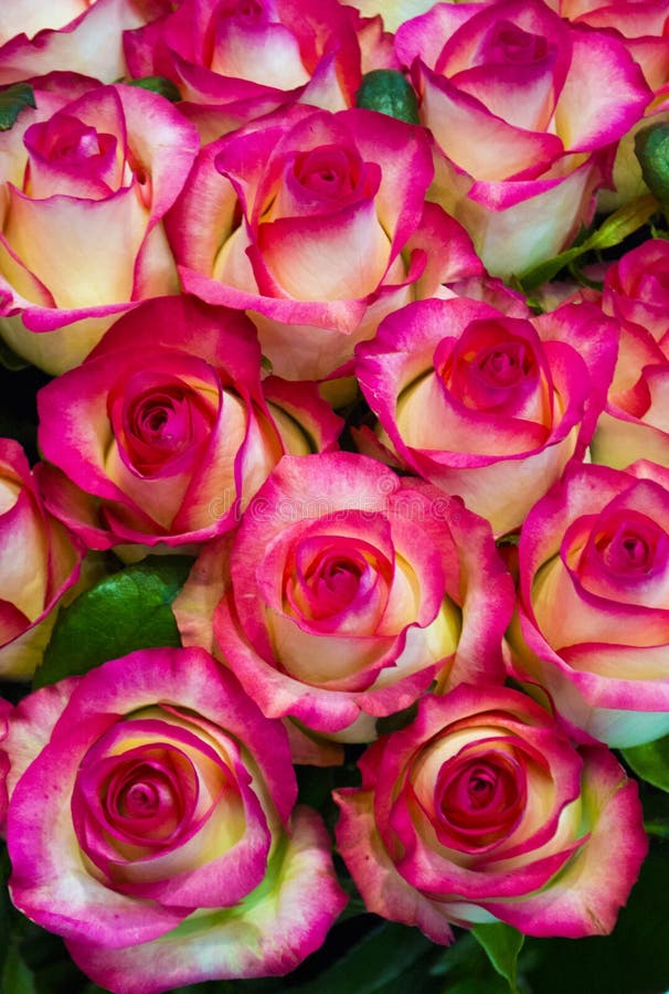 Floral background of roses stock image. Image of colorful - 116719369