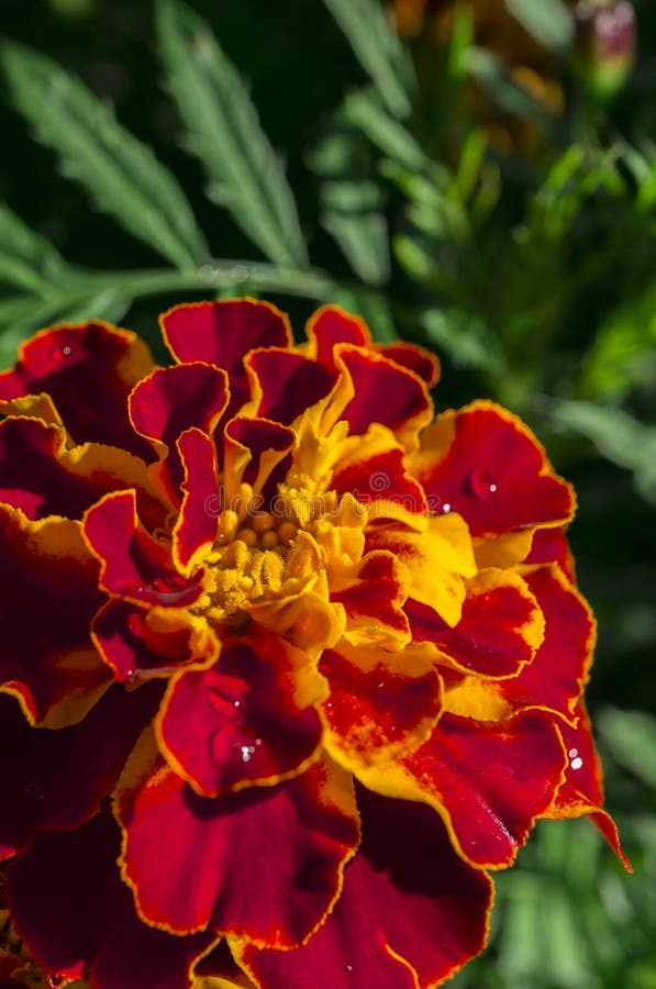 Single Summer Lilac or Buddleia Davidii Plant with Lilac To Violet ...