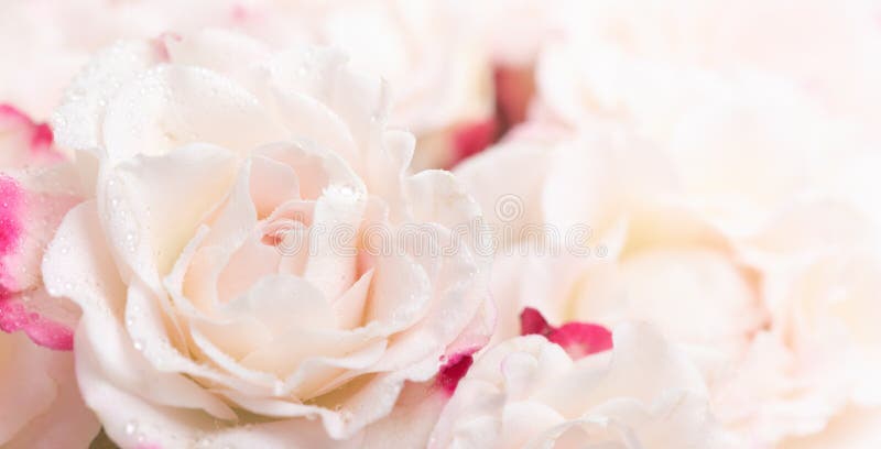 Light Pink Roses Background Stock Photo - Image of holiday, romantic ...