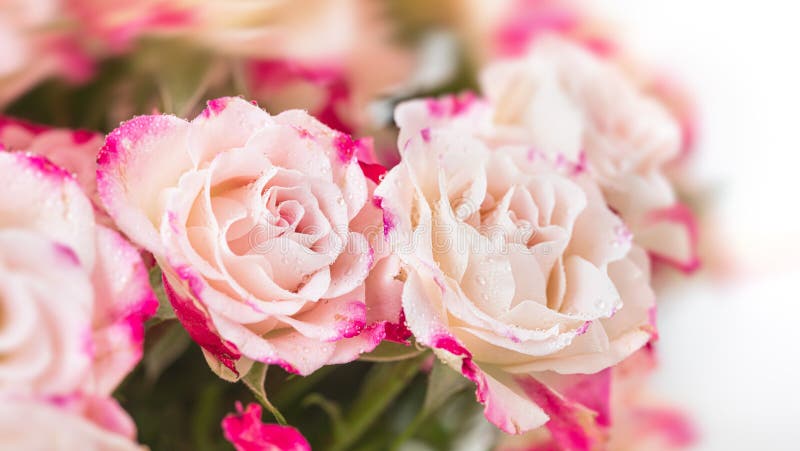 Light Pink Roses Background Stock Photo - Image of love, rose: 194608854
