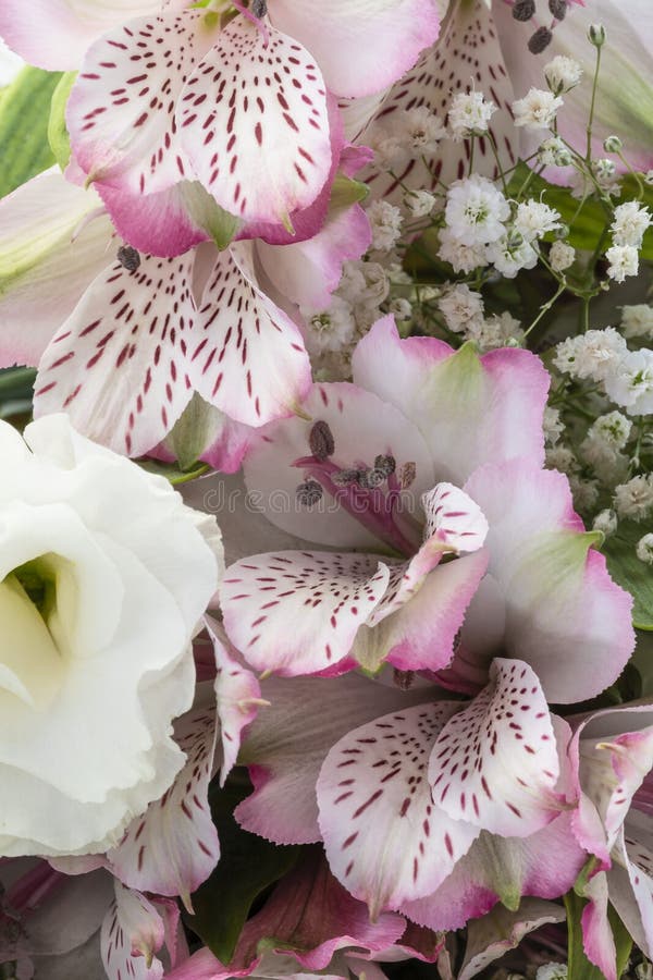 Floral Background with Variety of Spring Flowers Stock Photo - Image of ...