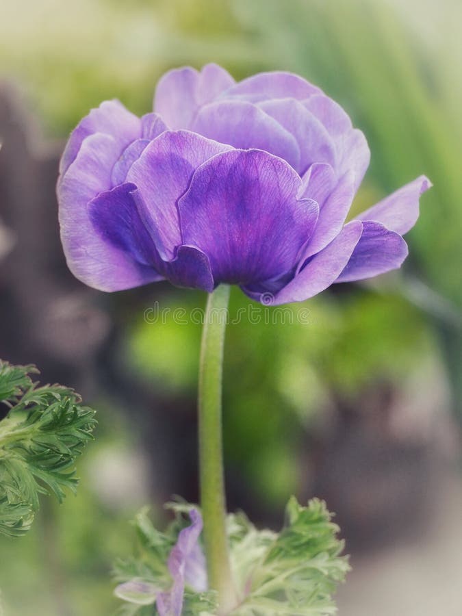 Floral Background with Vibrant Colors Flowers Stock Photo - Image of ...