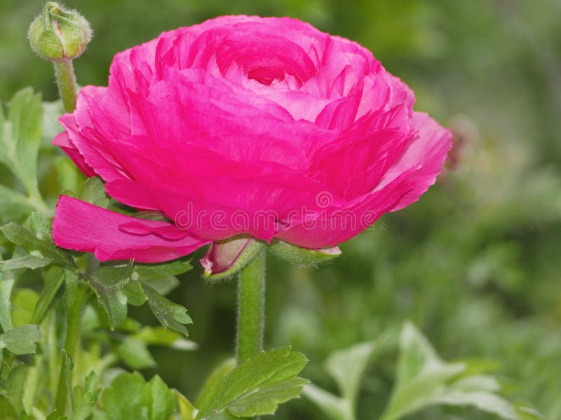 Floral Background with Vibrant Colors Flowers in Spring Stock Image ...