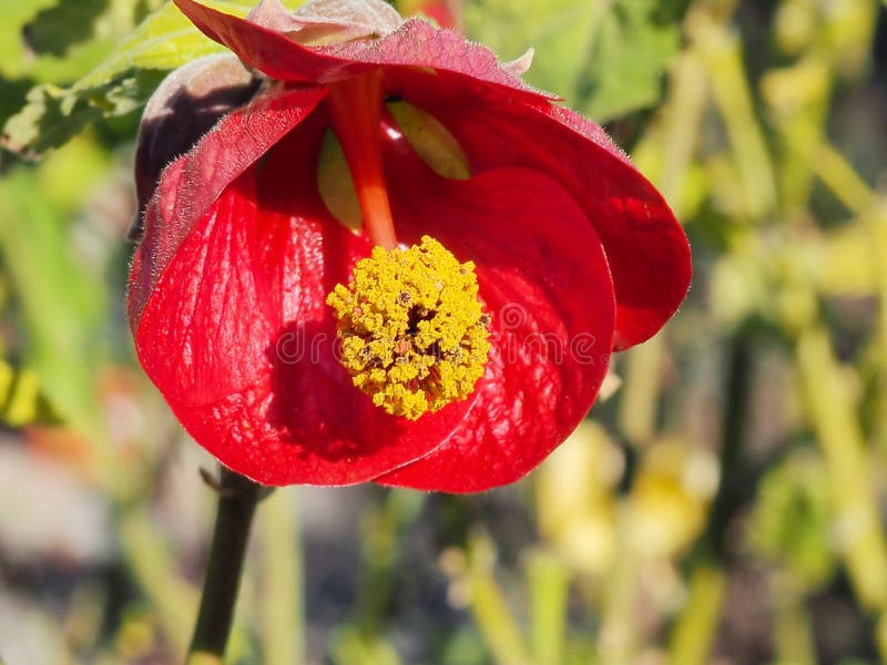 Floral Background with Vibrant Colors Flowers in Spring Stock Photo ...