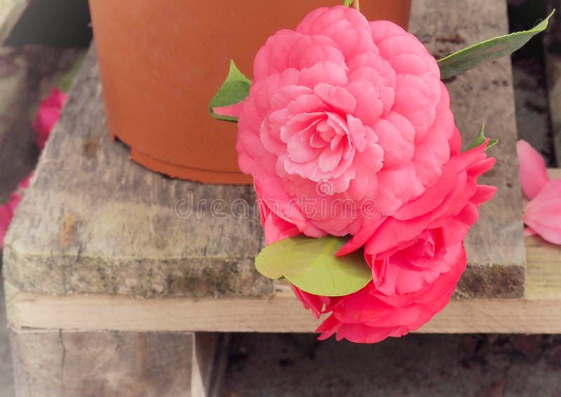 Floral Background with Vibrant Colors Flowers in Spring Stock Photo ...