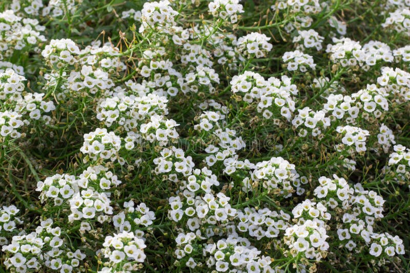 Floral Background of White Bush in Blossom Stock Image - Image of ...