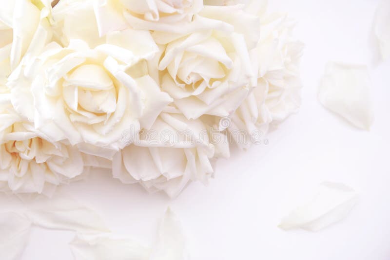Floral Background of White Roses Stock Image - Image of nature ...