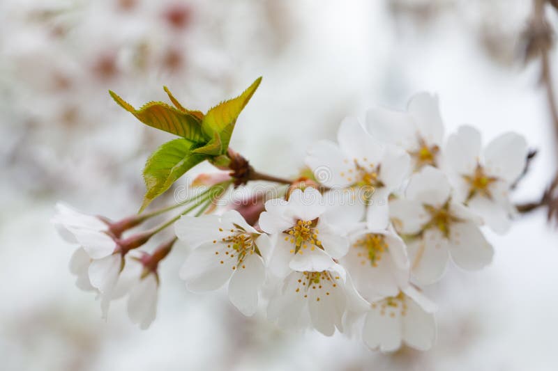 Floral Background with White Spring Flower Stock Photo - Image of bloom ...