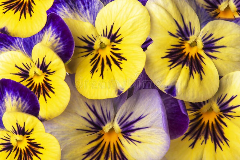 Floral Background of Wild Violet Yellow and Blue Stock Photo - Image of ...