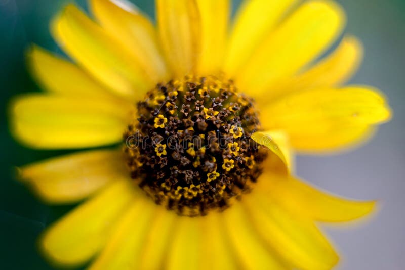 Floral Background in Yellow Color. Photo Blurry Stock Photo - Image of ...