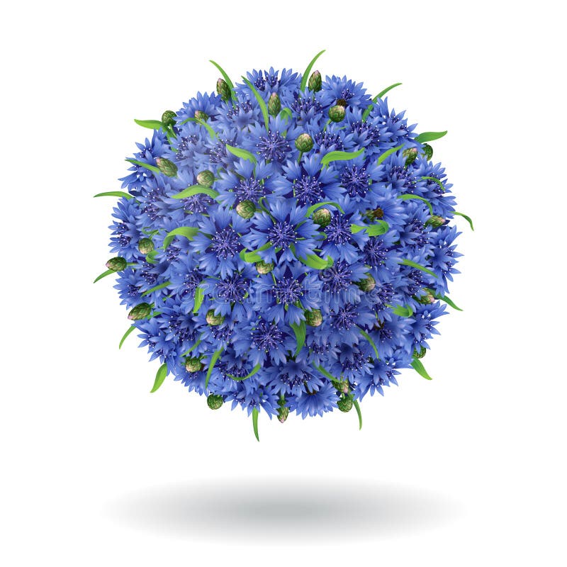 Flowers Blue Cornflower (Centaurea Cyanus). Stock Vector - Illustration ...