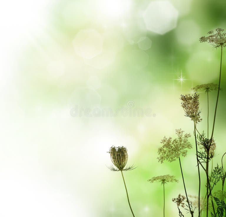 17,657 Soft Floral Border Design Stock Photos - Free & Royalty-Free ...
