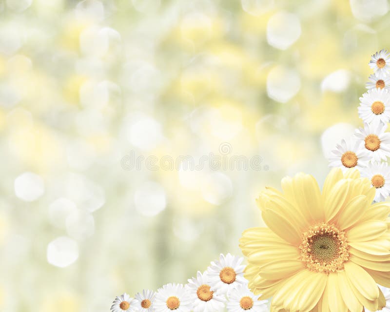Floral Border Blurred Background, Flowers Chamomile Stock Photo - Image ...