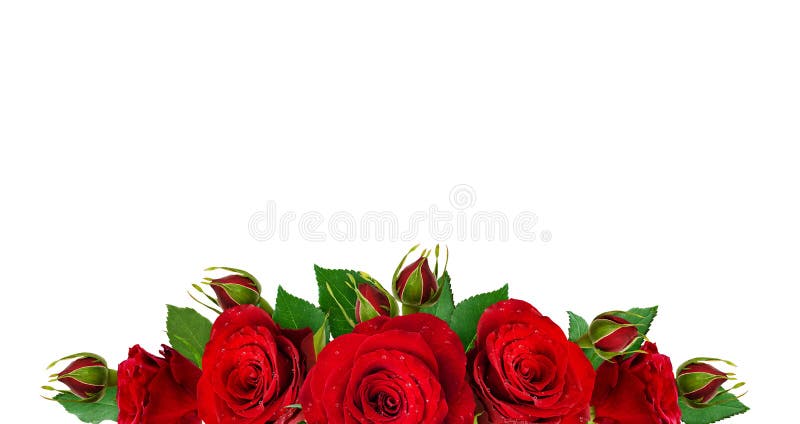 Floral Border Composition with Red Roses Isolated on White. Top View ...