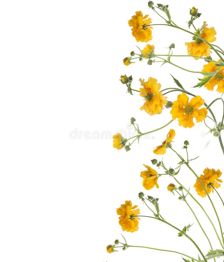 Yellow Flowers Floral Corner Frame, Isolated Stock Image - Image of ...